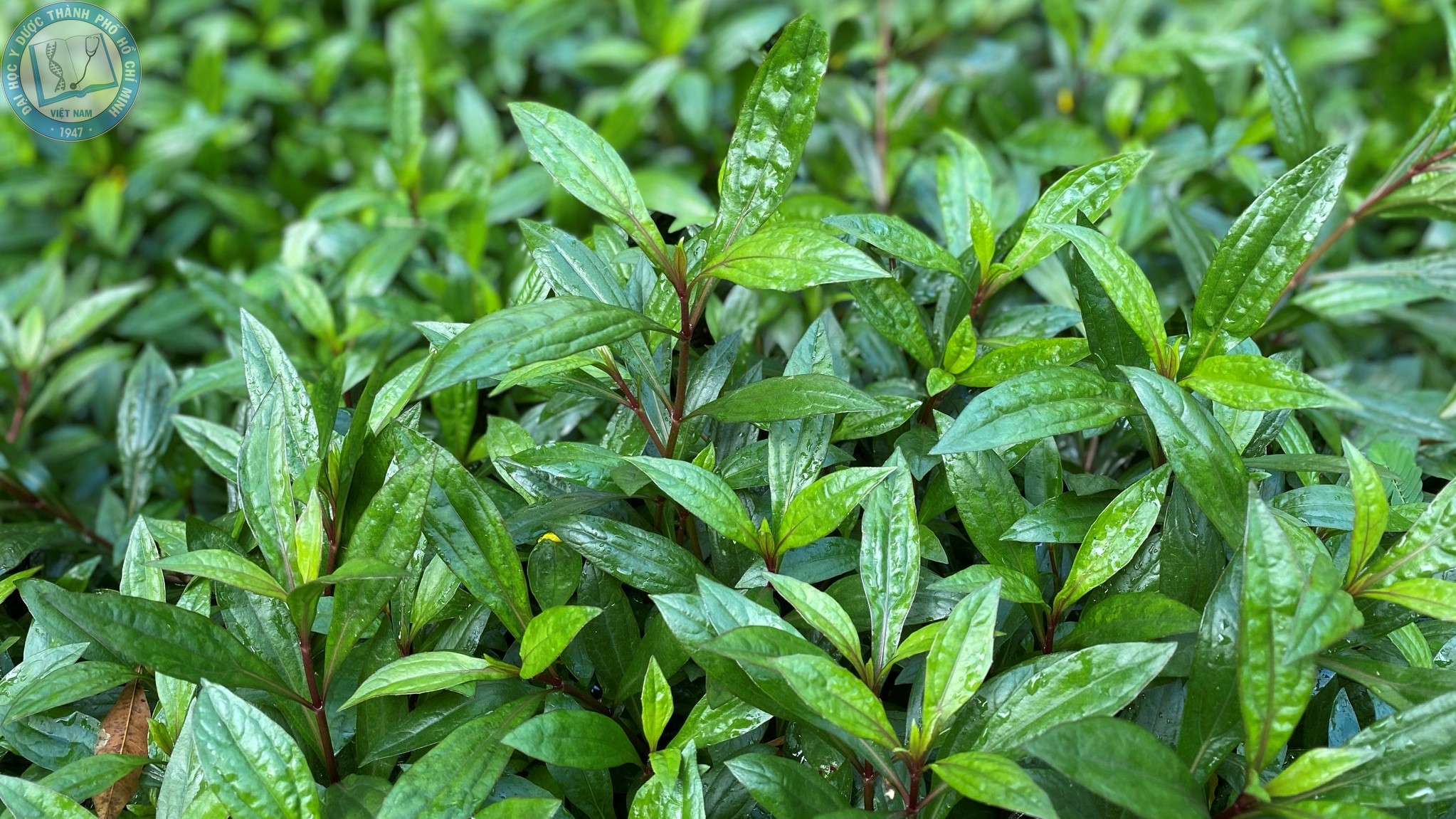 Ba dót-Ayapana triplinervis , Asteraceae