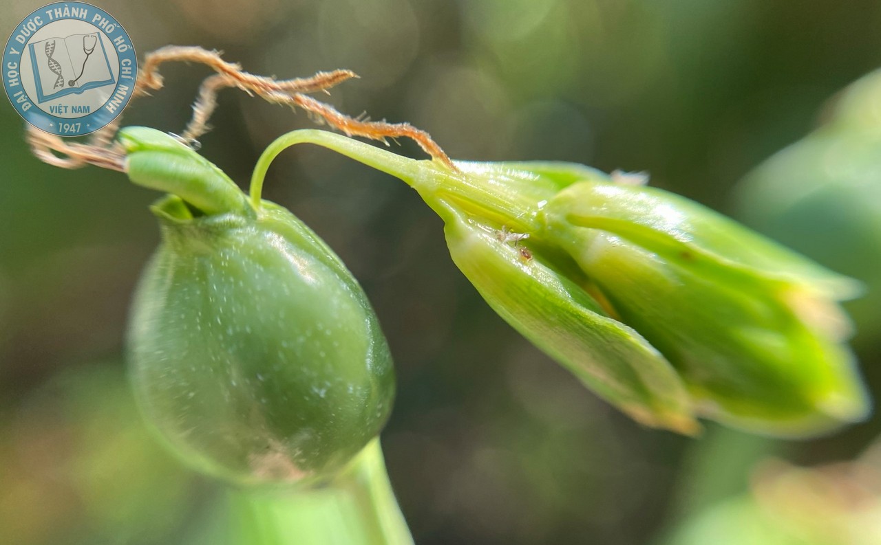 Ý dĩ- Coix lacryma-jobi , Poaceae