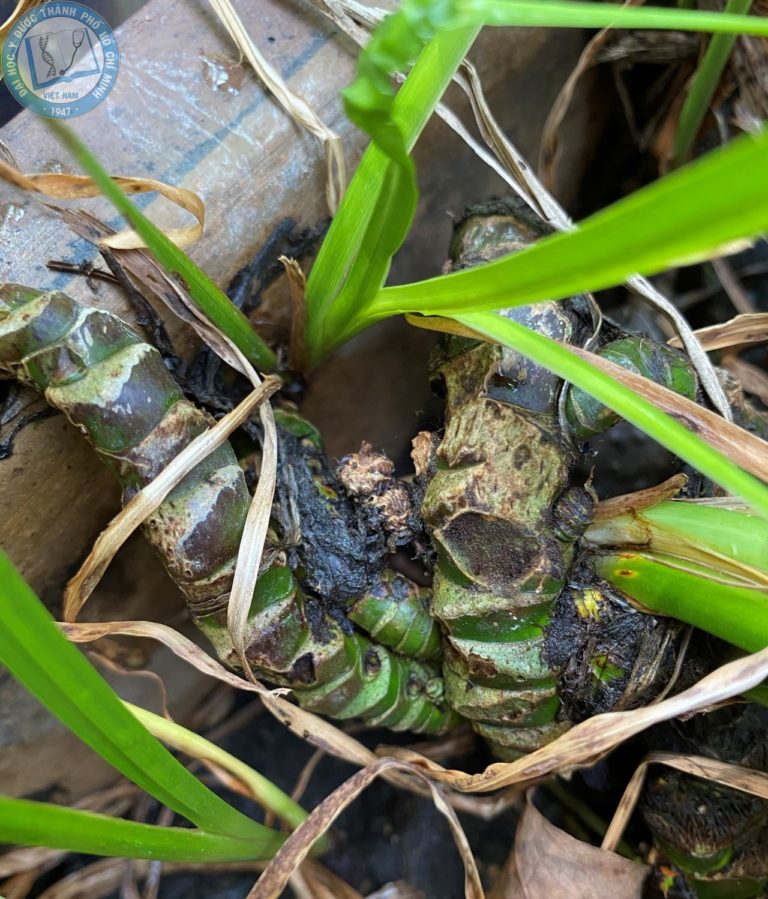 Thủy xương bồ –Acorus calamus , Acoraceae