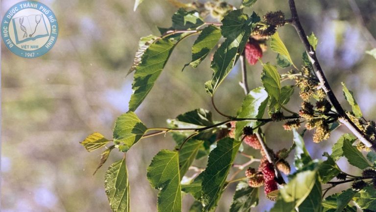 Dâu tằm-Morus alba , Moraceae