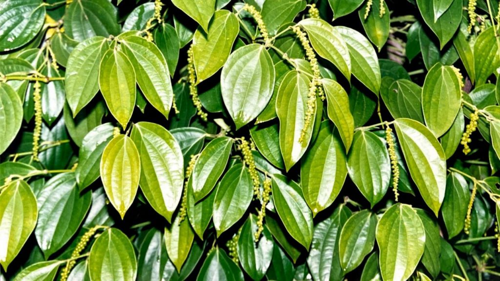 Hồ tiêu-Piper nigrum , Piperaceae