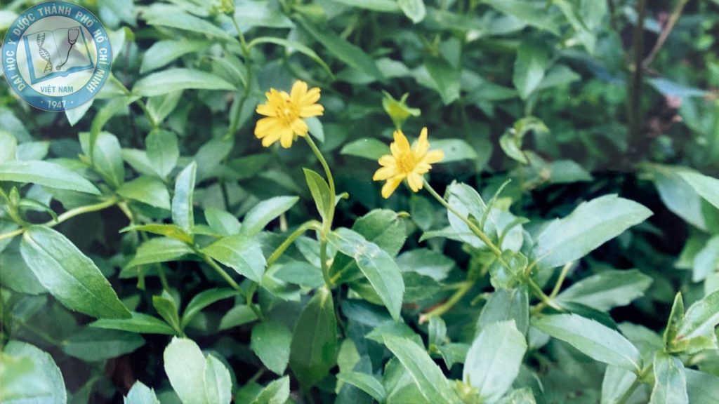 Sài đất- Wedelia chinensis , Asteraceae
