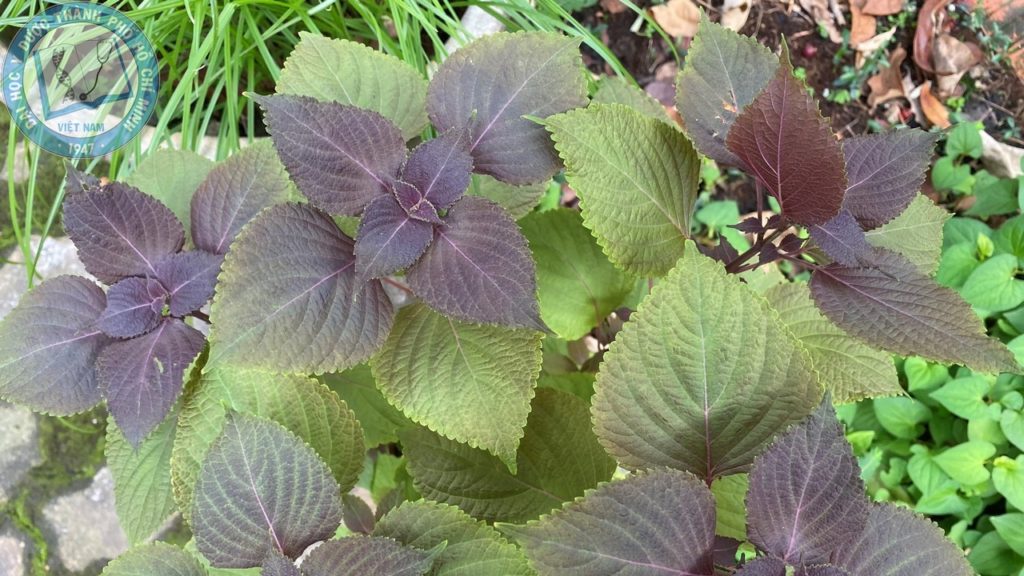 Tía tô-Perilla frutescens , Lamiaceae