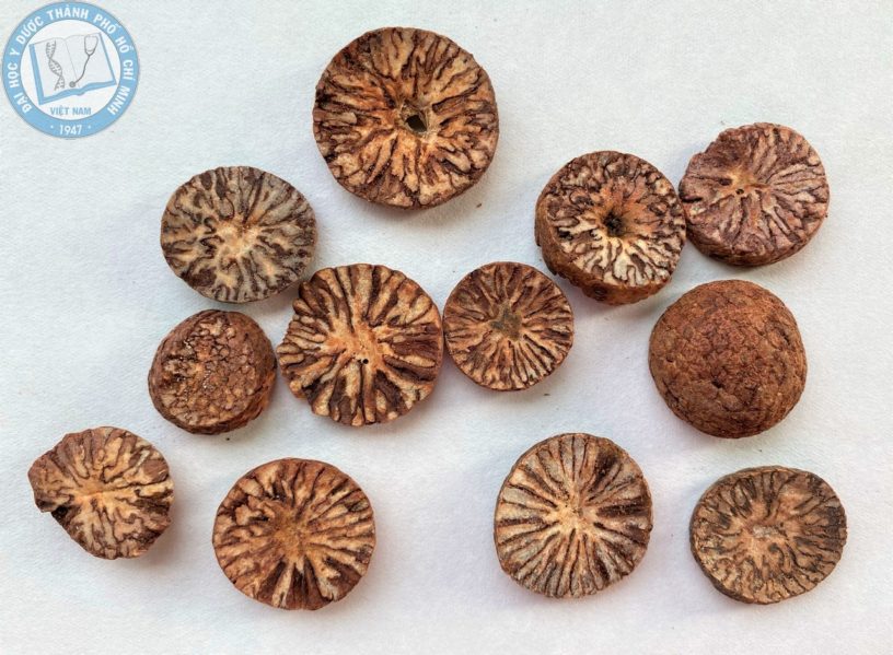 Cau-Areca catechu , Arecaceae