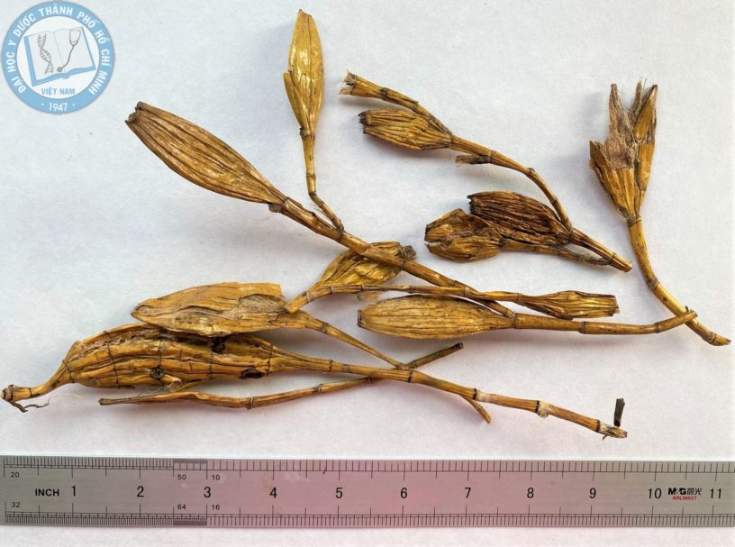 Thạch hộc –Dendrobium spp. , Orchidaceae