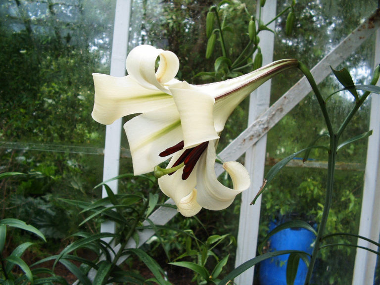 Bách hợp –Lilium brownii , Liliaceae
