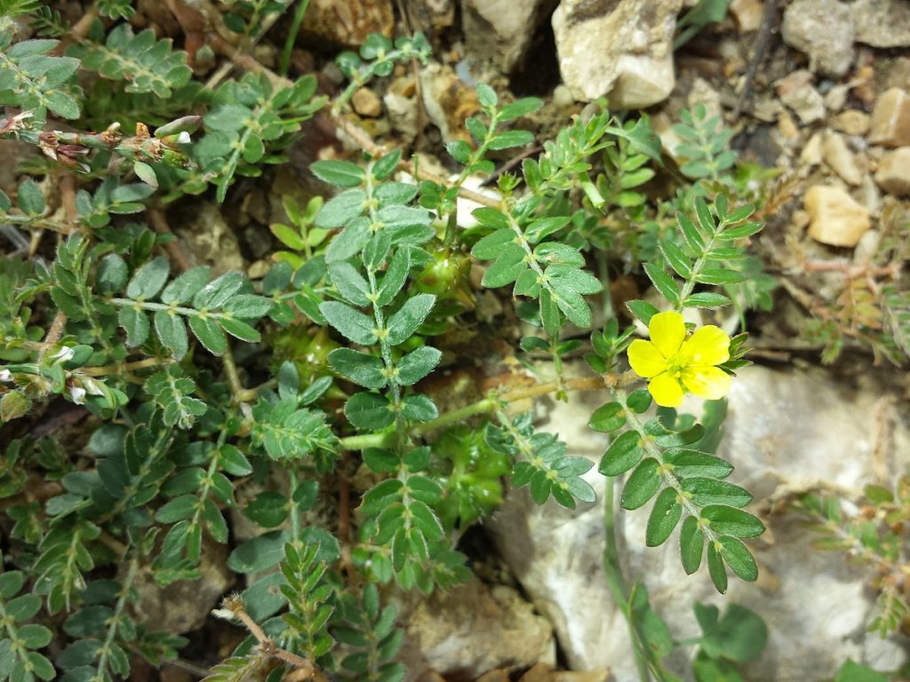Bạch tật lê – Tribulus terrestris , Zygophyllaceae