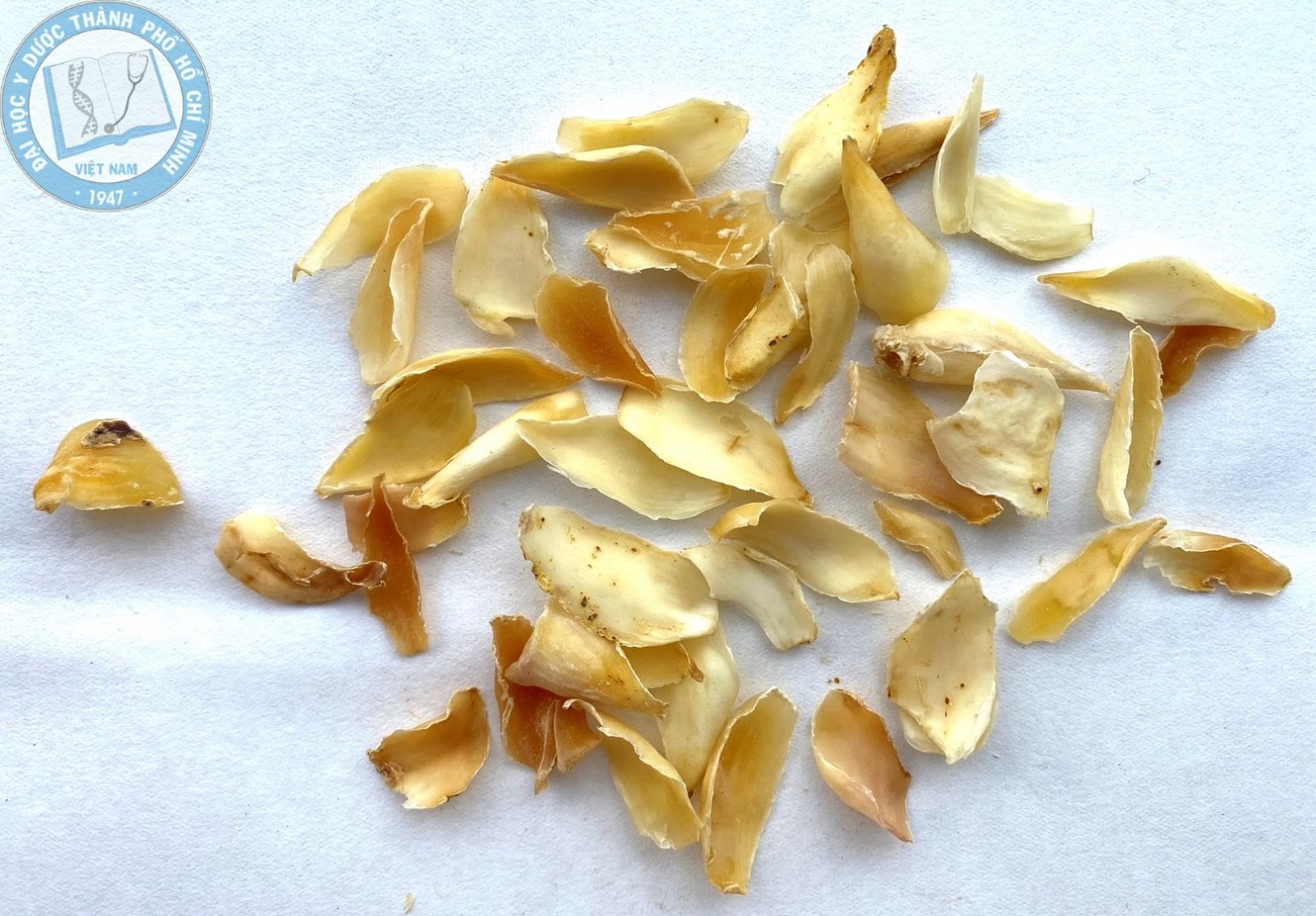 Bách hợp –Lilium brownii , Liliaceae