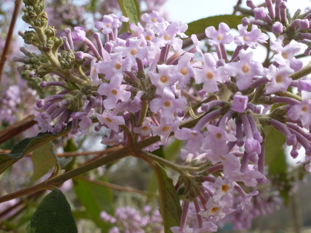 Mật mông hoa –Buddleja officinalis , Buddlejaceae